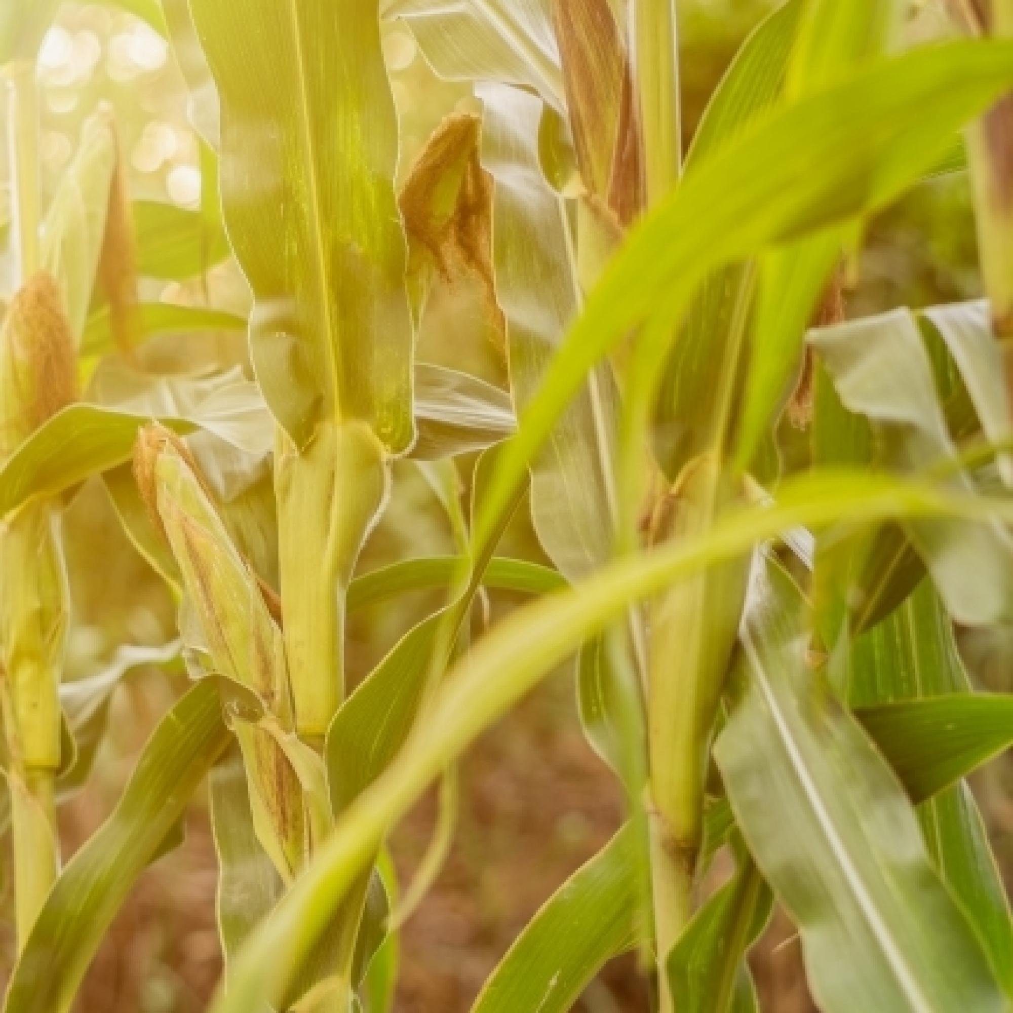 Responsible Procurement - INOLEX